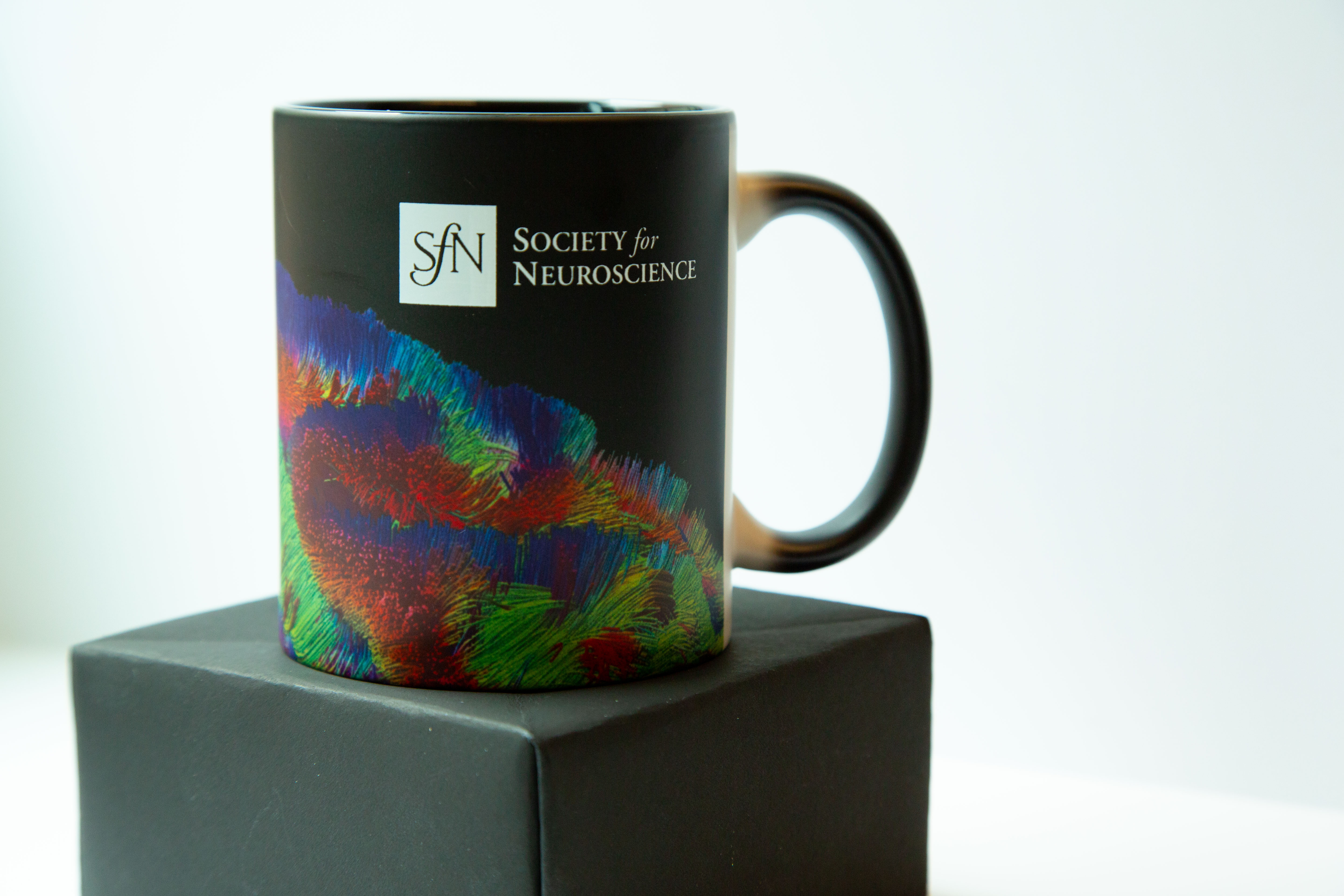 2025 SfN Membership Promotion for Neuroscience 2024 Attendees